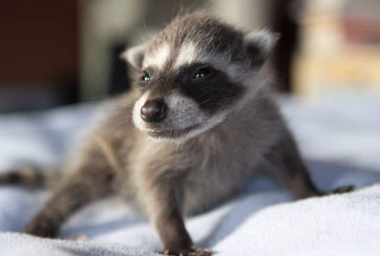 Orphaned Baby Raccoons at WildCare - WildCare