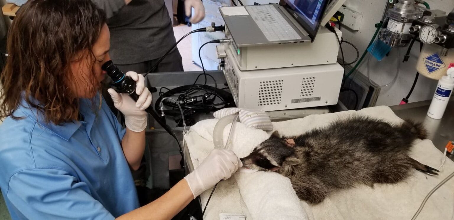 Raccoon Medical Mystery - WildCare