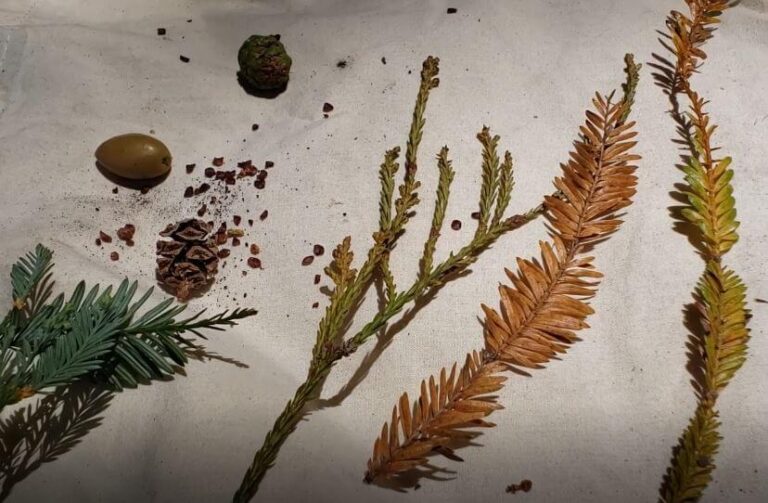 Needles Cones Seeds Redwood Forest | WildCare