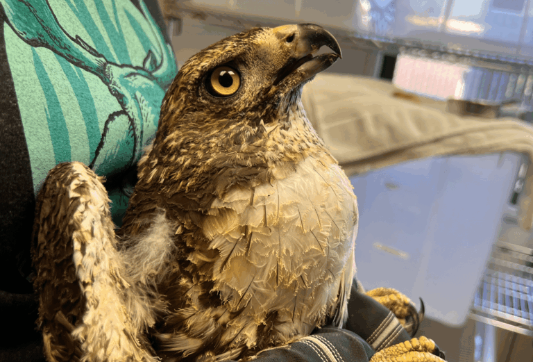 Burned Red-tailed Hawk Recovers at WildCare Transition - WildCare
