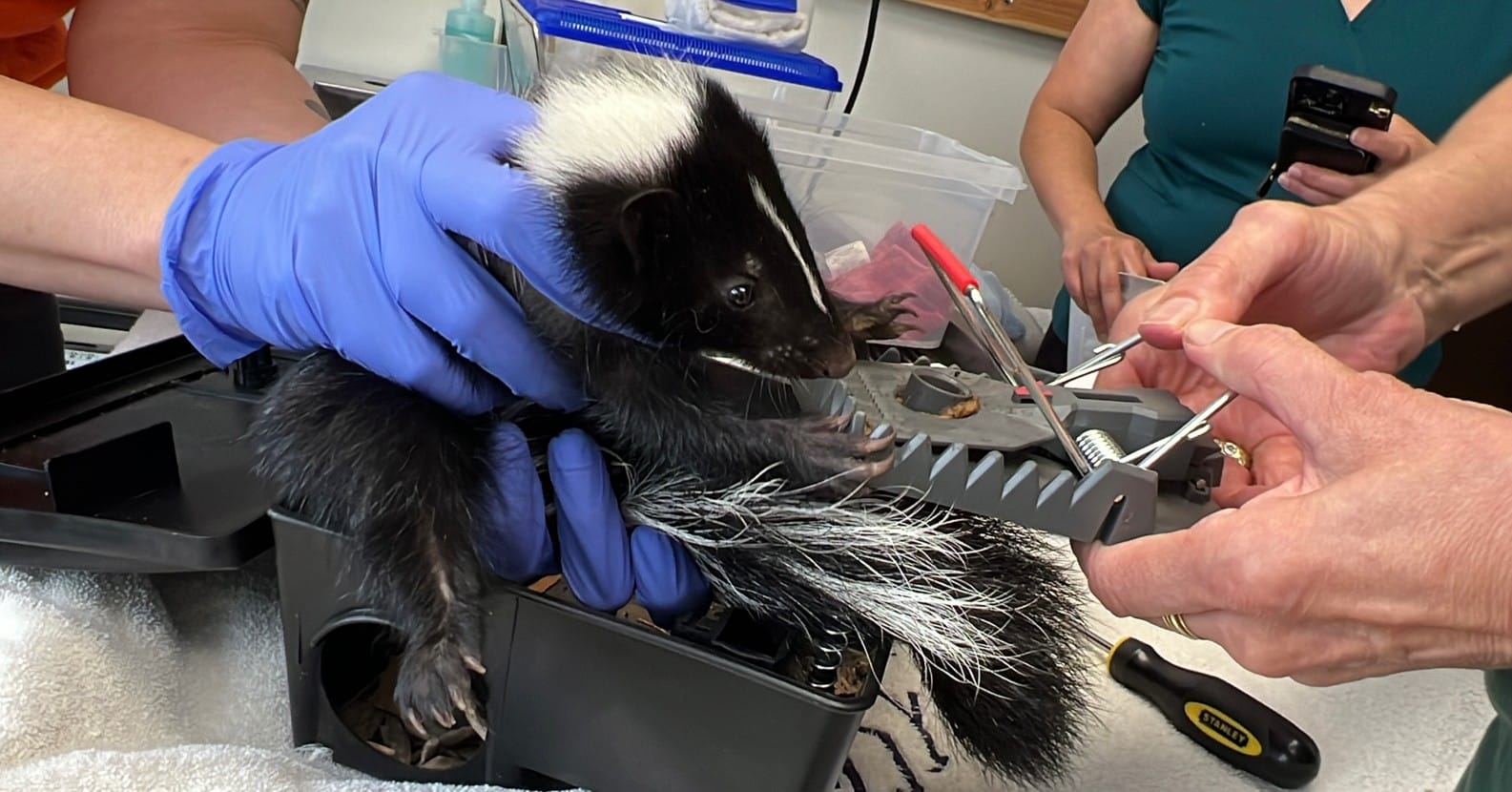 FOUND AN ANIMAL FAQ - WildCare