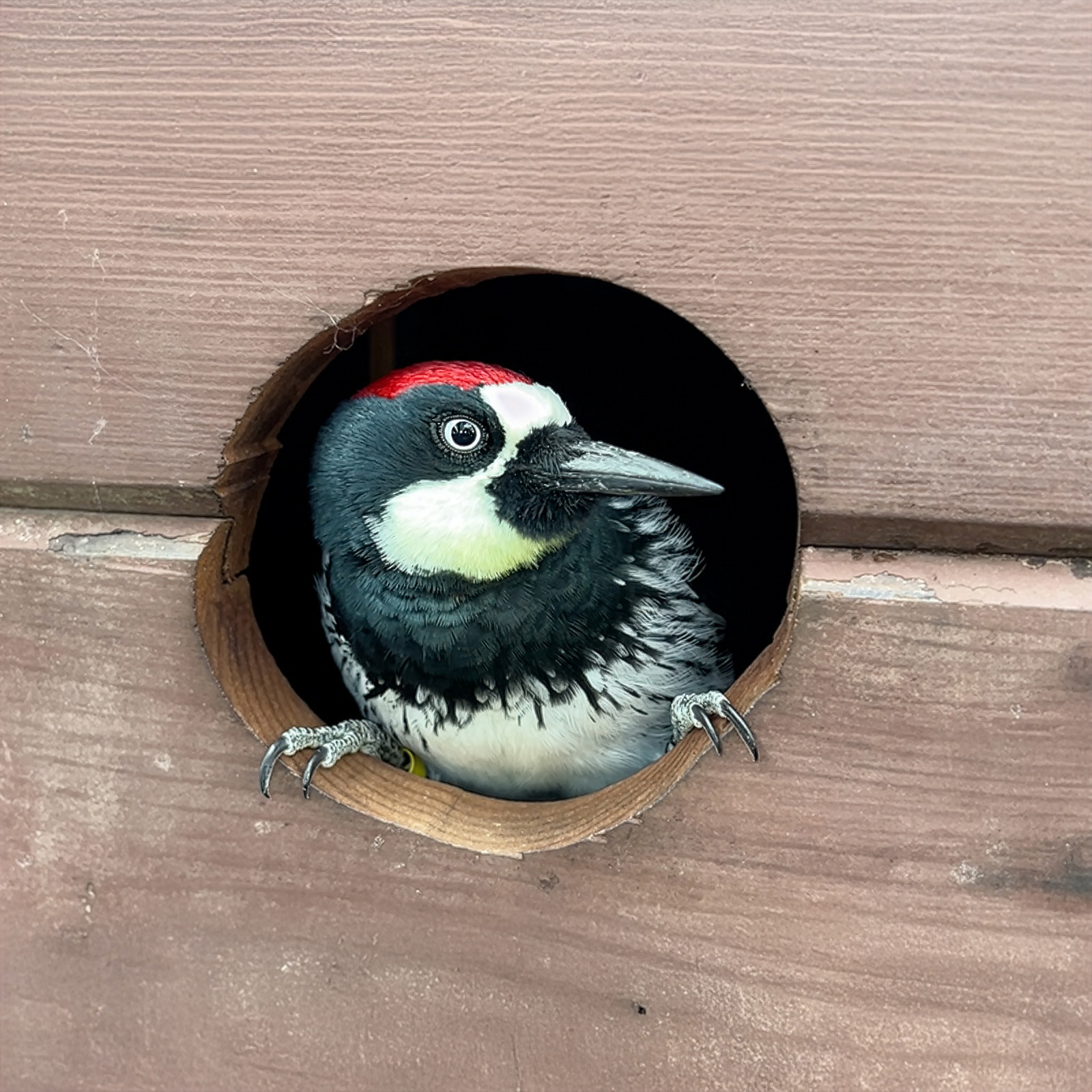 Plan a Visit - WildCare